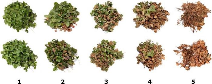 Symptoms of the crown rot dise [IMAGE] | EurekAlert! Science News Releases