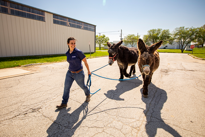 Dr. Podico with donkeys [IMAGE] | EurekAlert! Science News Releases