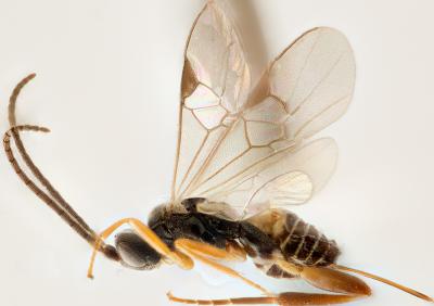Apanteles albanjimenezi [IMAGE] | EurekAlert! Science News Releases
