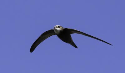 Swift in flight [IMAGE] | EurekAlert! Science News Releases