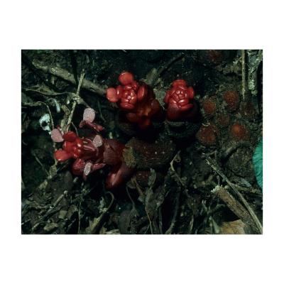 A Cluster of Balanophora r [IMAGE] | EurekAlert! Science News Releases