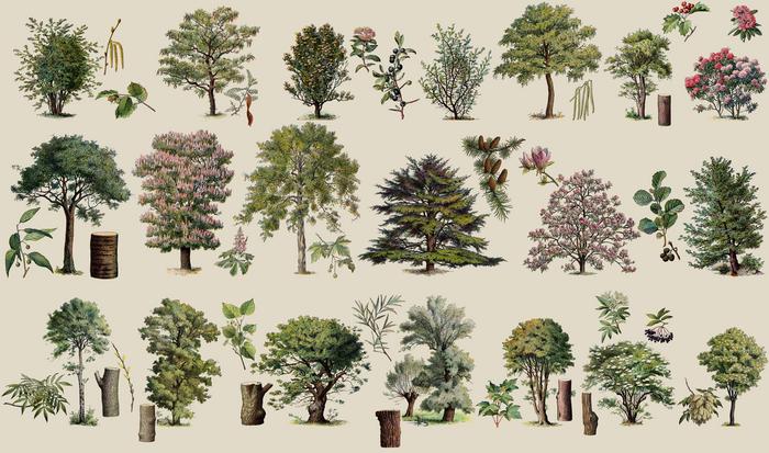 Seeing the forest for the trees: Species dive | EurekAlert!