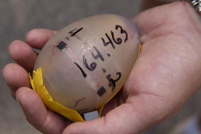 Telemetric Egg [IMAGE] | EurekAlert! Science News Releases