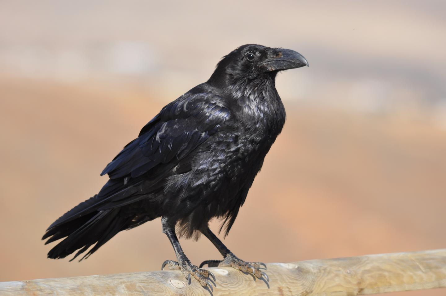 Bad reputation of crows demystified | EurekAlert!