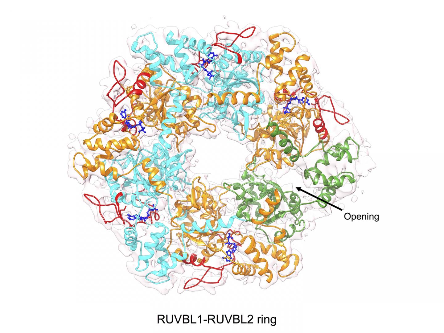RUVBL1-RUVBL2 Ring [IMAGE] | EurekAlert! Science News Releases