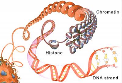 Chromatin [IMAGE] | EurekAlert! Science News Releases