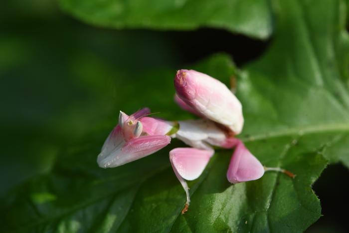 Orchid mantises: Unveiling structural basis o | EurekAlert!