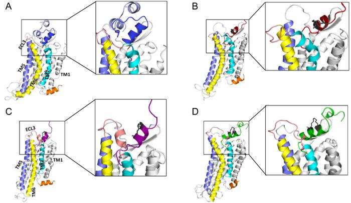 Modifying brain molecule relaxin-3 can potent | EurekAlert!