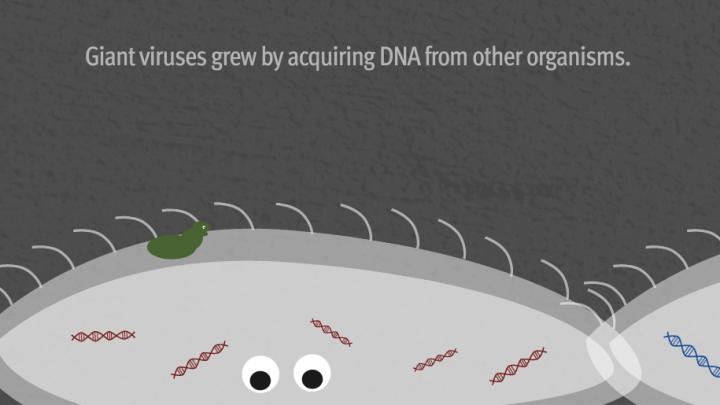 Giant Viruses May Simply Be a [IMAGE] | EurekAlert! Science News Releases
