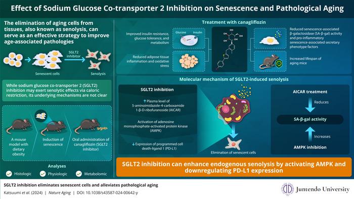 Role of sodium glucose co-tran [IMAGE] | EurekAlert! Science News Releases