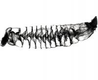 New 3D images of shark intestines show they f | EurekAlert!