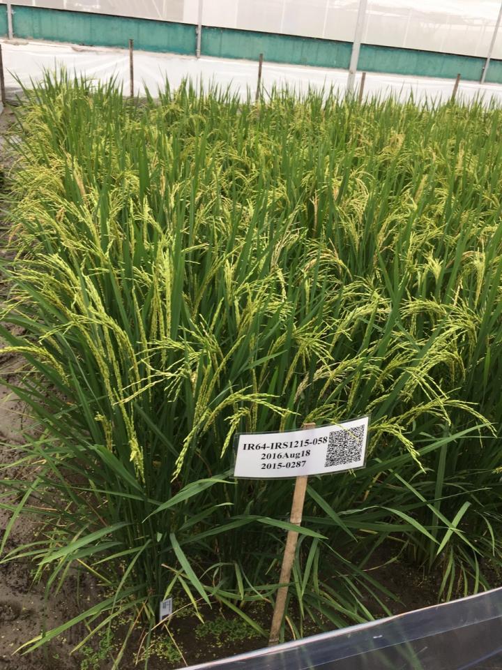 Blocking pathogens in rice | EurekAlert!