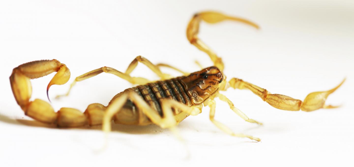 Acidic Scorpion Venom Causes a More Painful S | EurekAlert!