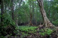 Long lost monitor lizard 're-discovered' on P | EurekAlert!