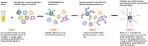 Enhancing precision of the single-antigen bea | EurekAlert!