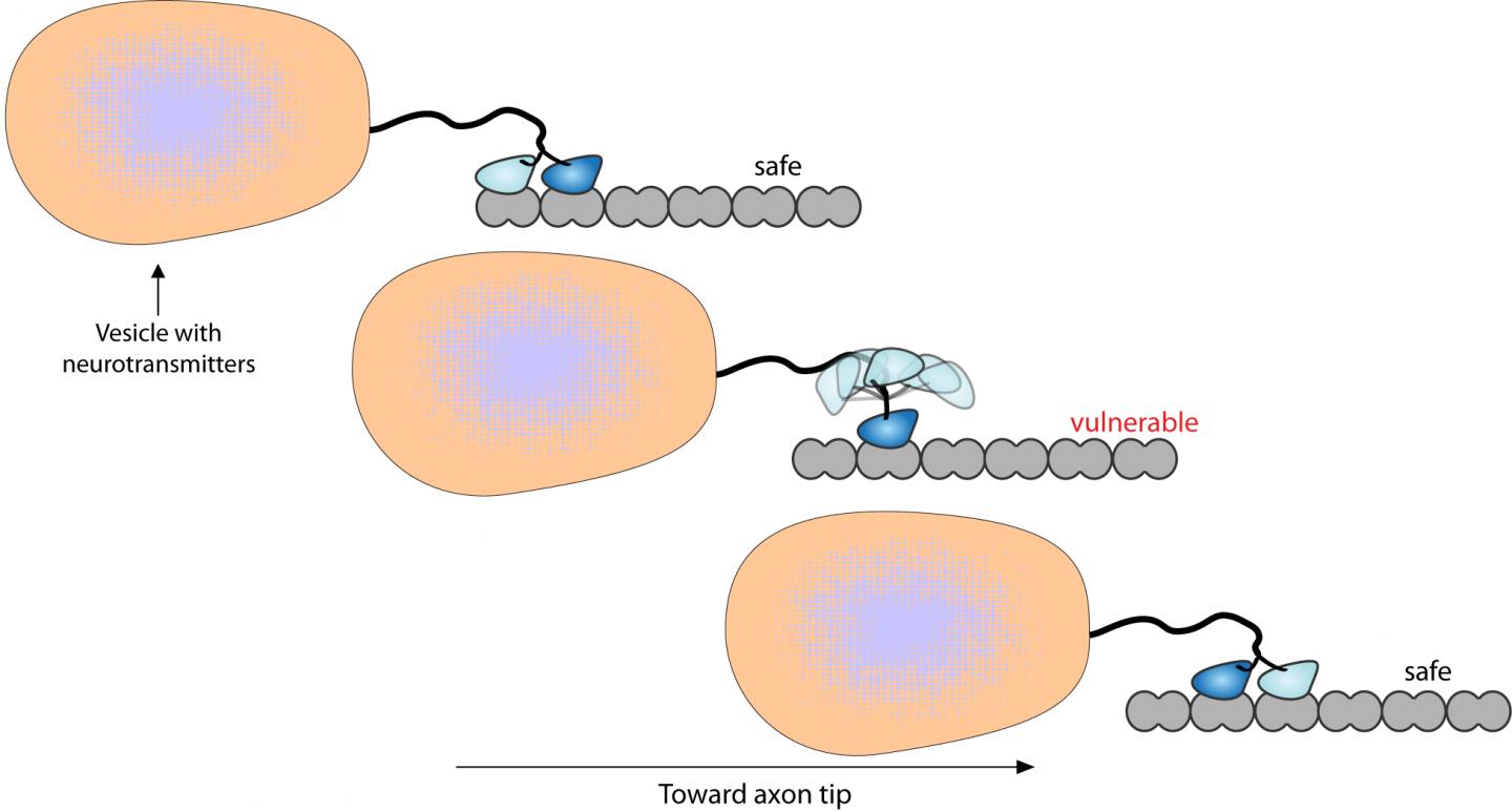 Kinesin Cartoon [IMAGE] | EurekAlert! Science News Releases