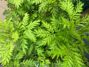 UTSA researchers explain plant’s medicinal po | EurekAlert!