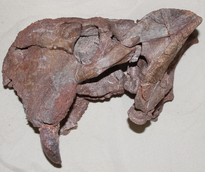 Dicynodont fossil skull [IMAGE] | EurekAlert! Science News Releases