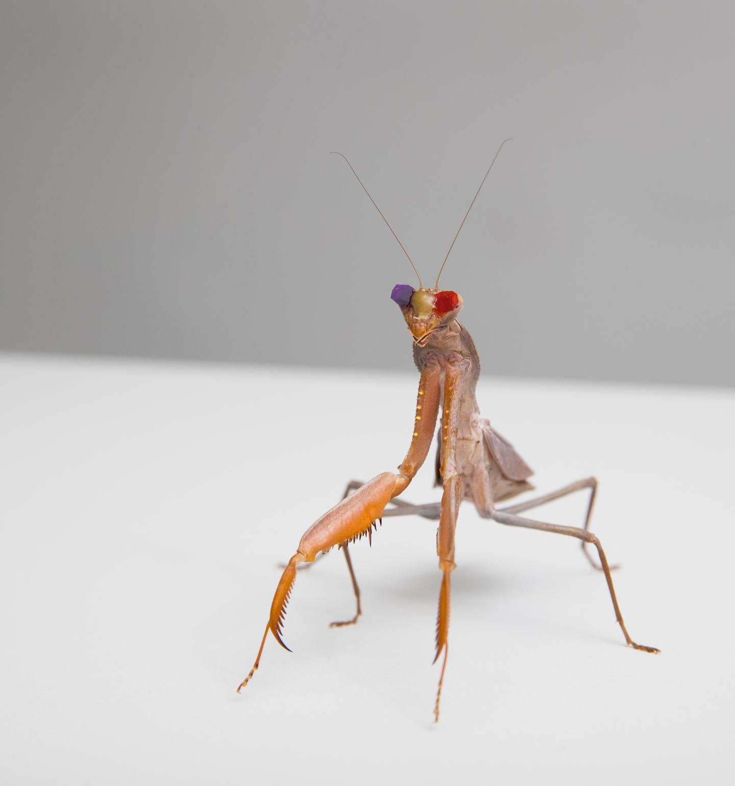 Second-Order Motion [IMAGE] | EurekAlert! Science News Releases