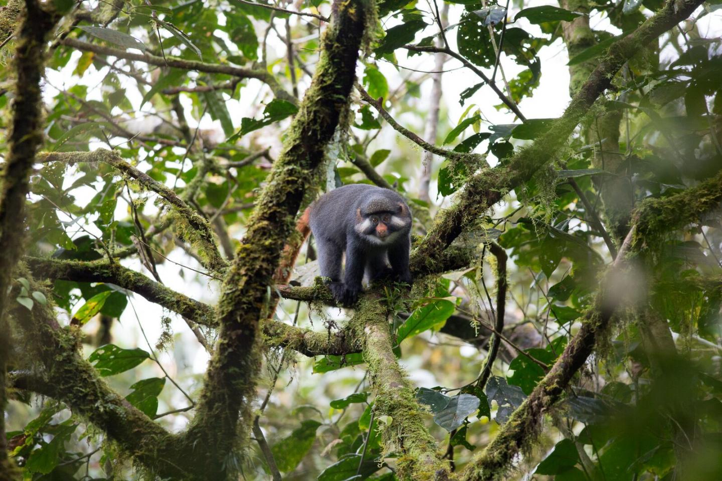 Red-Eared Monkey [IMAGE] | EurekAlert! Science News Releases