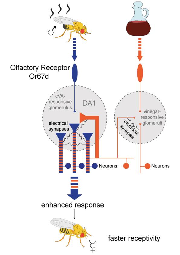 Synergistic Effect [IMAGE] | EurekAlert! Science News Releases