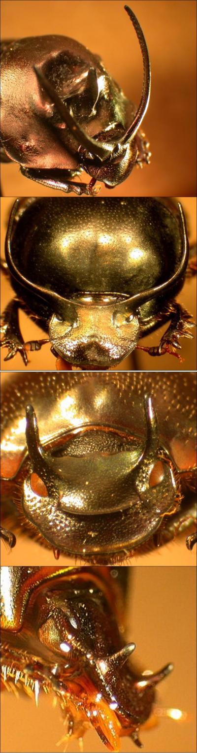 Beetle Horns [IMAGE] | EurekAlert! Science News Releases