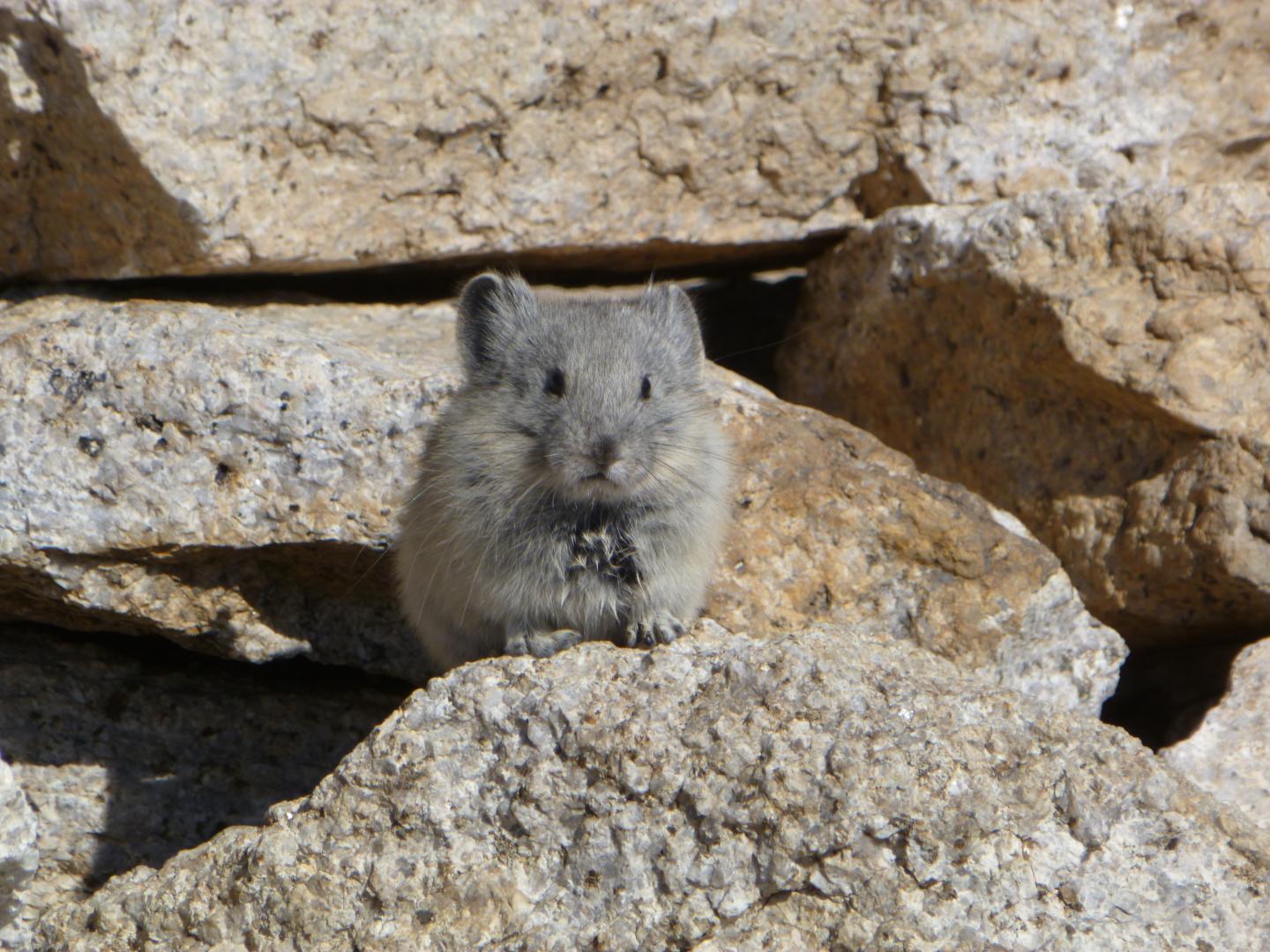 Furry Pika [IMAGE] | EurekAlert! Science News Releases
