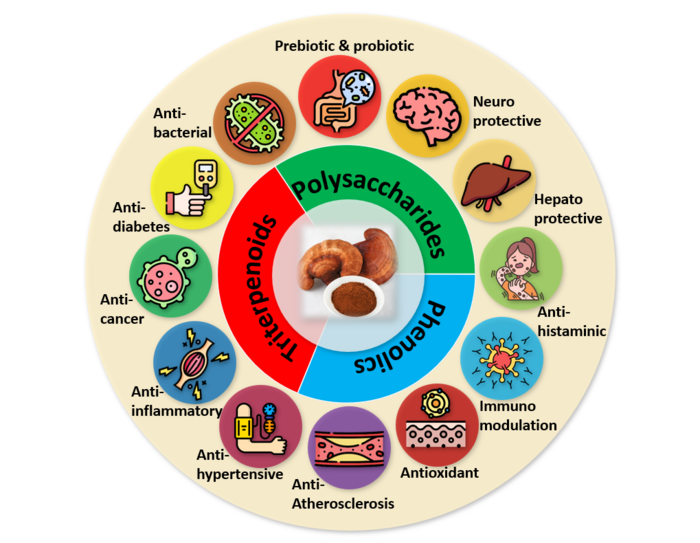 Therapeutic Importance of Gano [IMAGE] | EurekAlert! Science News Releases