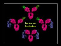 Engineered Antibody Challenges 'One Lock, One | EurekAlert!