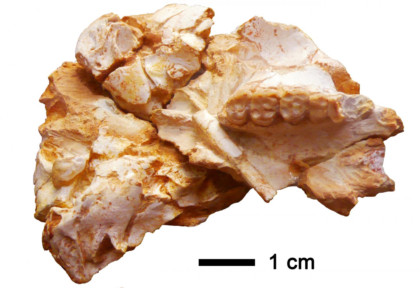 Fossil Could Redefine Evolutio [IMAGE] | EurekAlert! Science News Releases