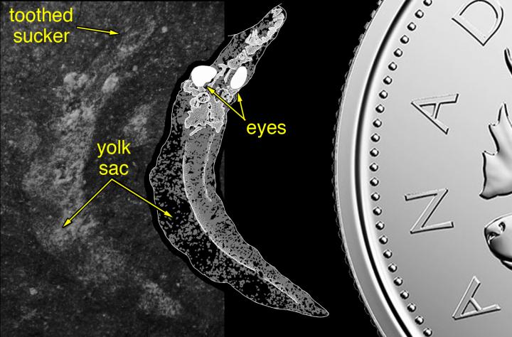 Fossil of Priscomyzon Hatchlin [IMAGE] | EurekAlert! Science News Releases