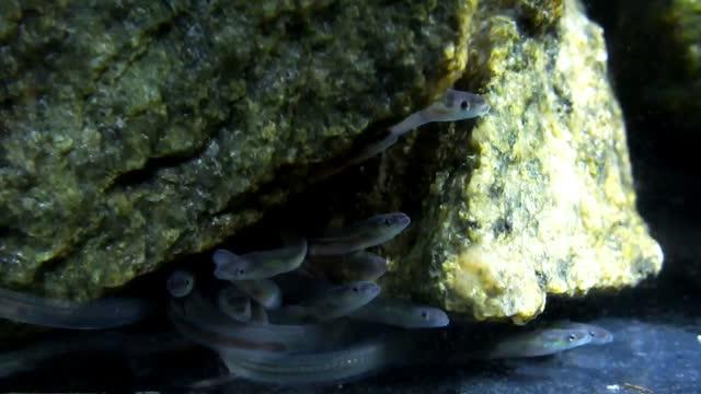 Internal Compass Guides Glass Eels As They Sw | EurekAlert!
