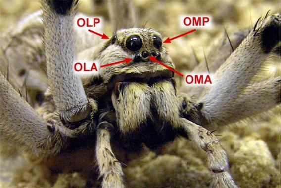 Tarantulas Use Their Lateral E [IMAGE] | EurekAlert! Science News Releases