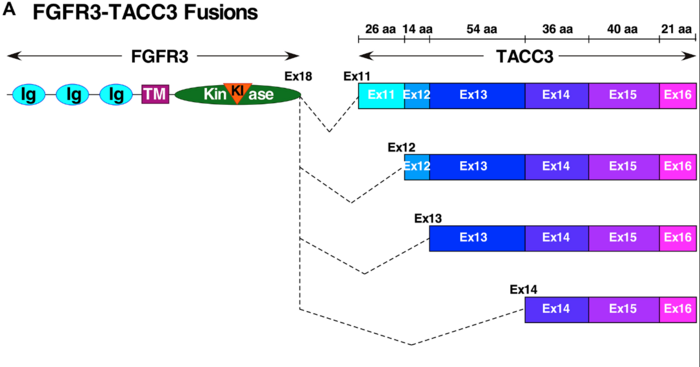 Oncotarget | Oncogenic driver FGFR3-TACC3 req | EurekAlert!