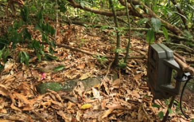 Camera-Trap at a Seed Cache [IMAGE] | EurekAlert! Science News Releases