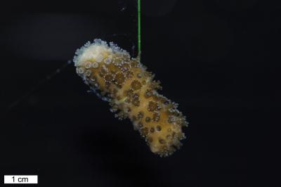 Comprehending Coral's Complex Response to Cli | EurekAlert!