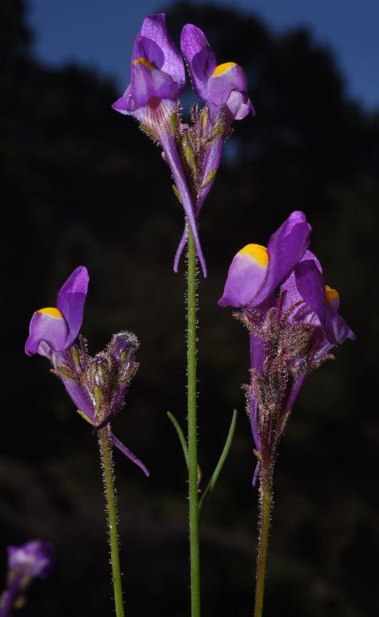 The Spanish Plant that Was Cla [IMAGE] | EurekAlert! Science News Releases