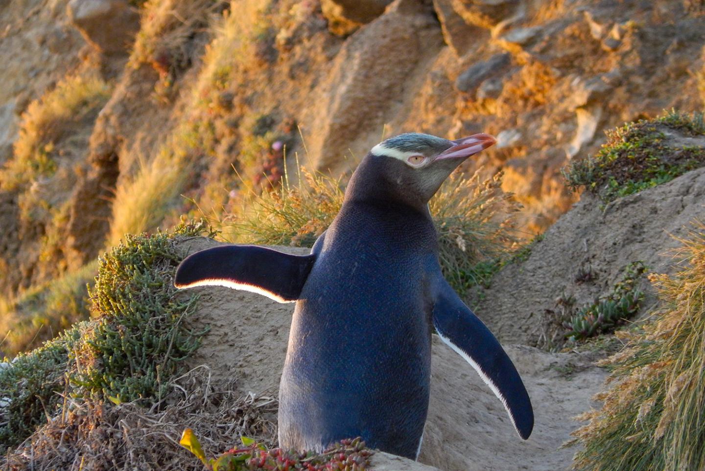 Yellow-Eyed Penguin [IMAGE] | EurekAlert! Science News Releases
