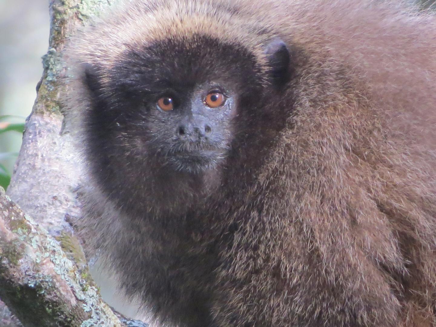 Titi Monkeys Use Probabilistic Predator Calls | EurekAlert!