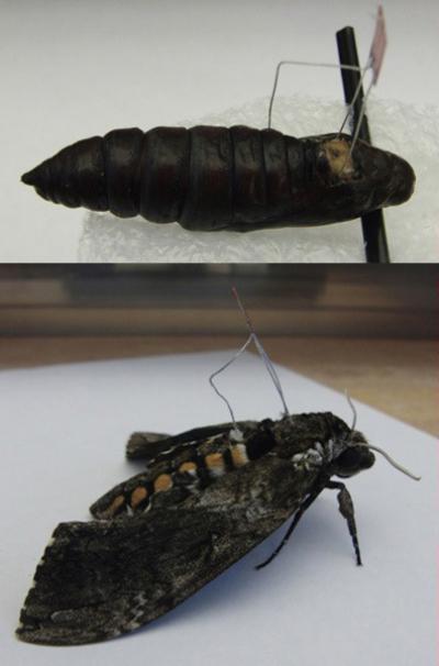 Research Turn Moths into Cybor [IMAGE] | EurekAlert! Science News Releases