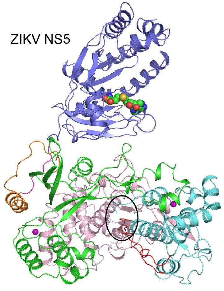 Zika Virus Protein [IMAGE] | EurekAlert! Science News Releases