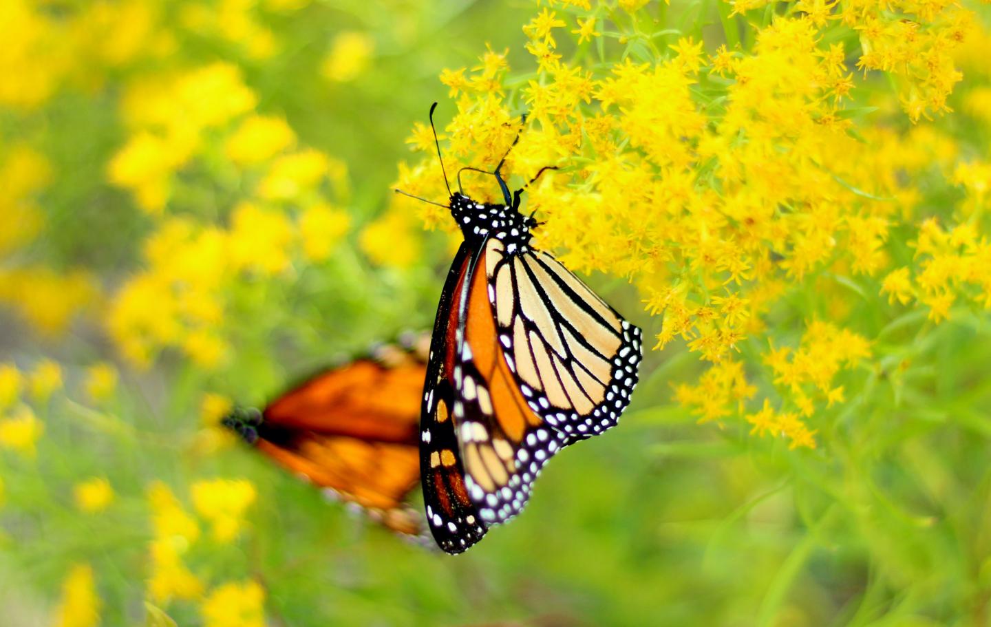 An eastern monarch in Florida [IMAGE] | EurekAlert! Science News Releases