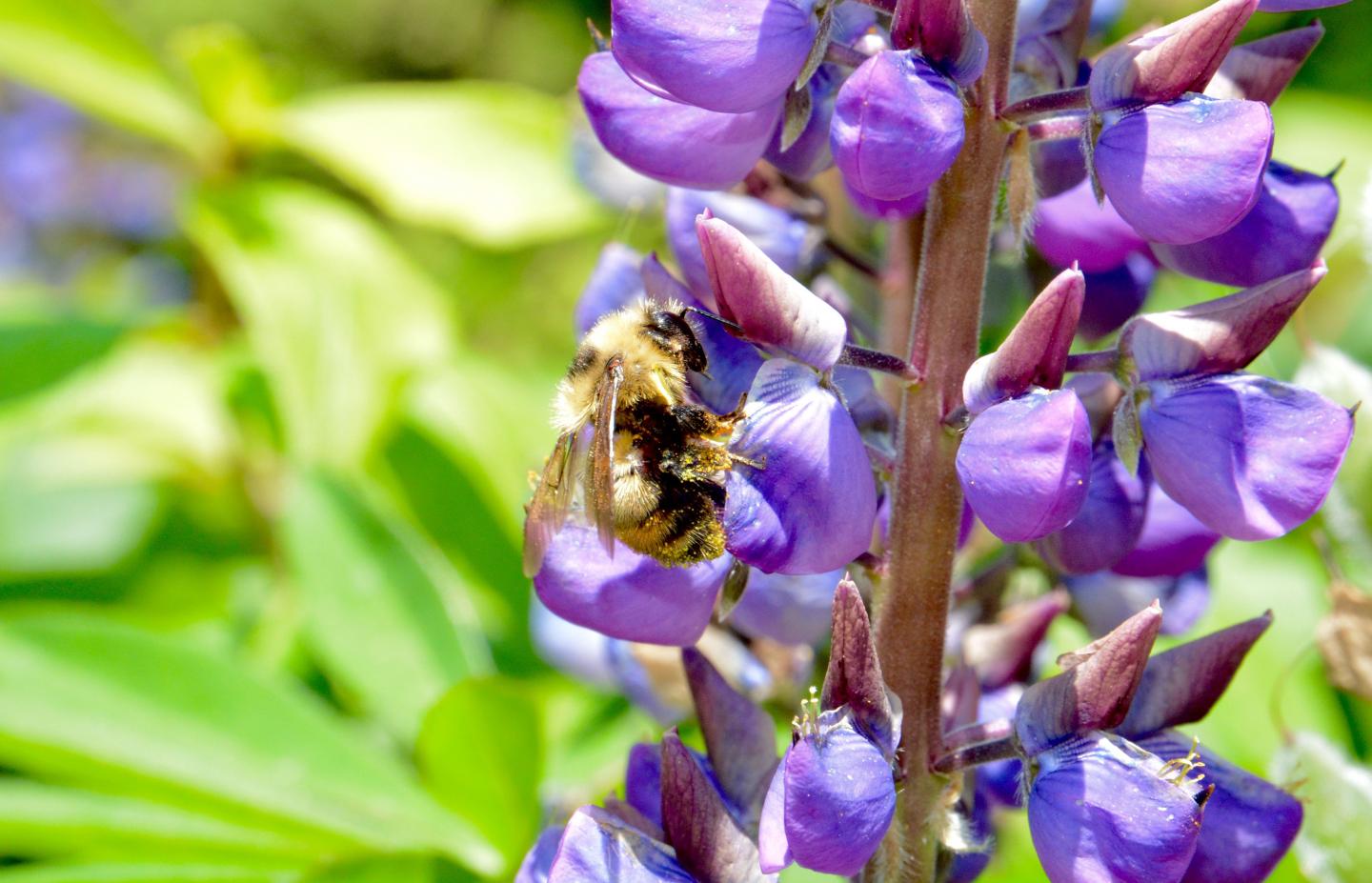 Climate Change: Compressing the Bumblebee Hom | EurekAlert!