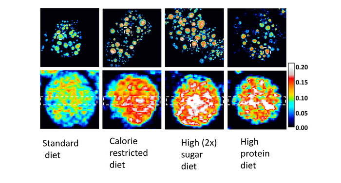Bioengineers visualize fat storage in fruit f | EurekAlert!
