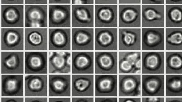 Deep Learning predicts hematopoietic stem cel | EurekAlert!