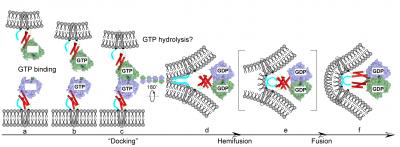 Atlastin Fusion [IMAGE] | EurekAlert! Science News Releases