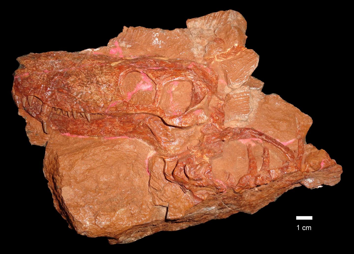 Saber-tooth Fossil [IMAGE] | EurekAlert! Science News Releases