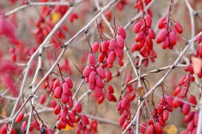 Berberis vulgaris [IMAGE] | EurekAlert! Science News Releases