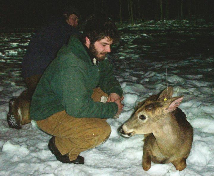 radio deer [IMAGE] | EurekAlert! Science News Releases