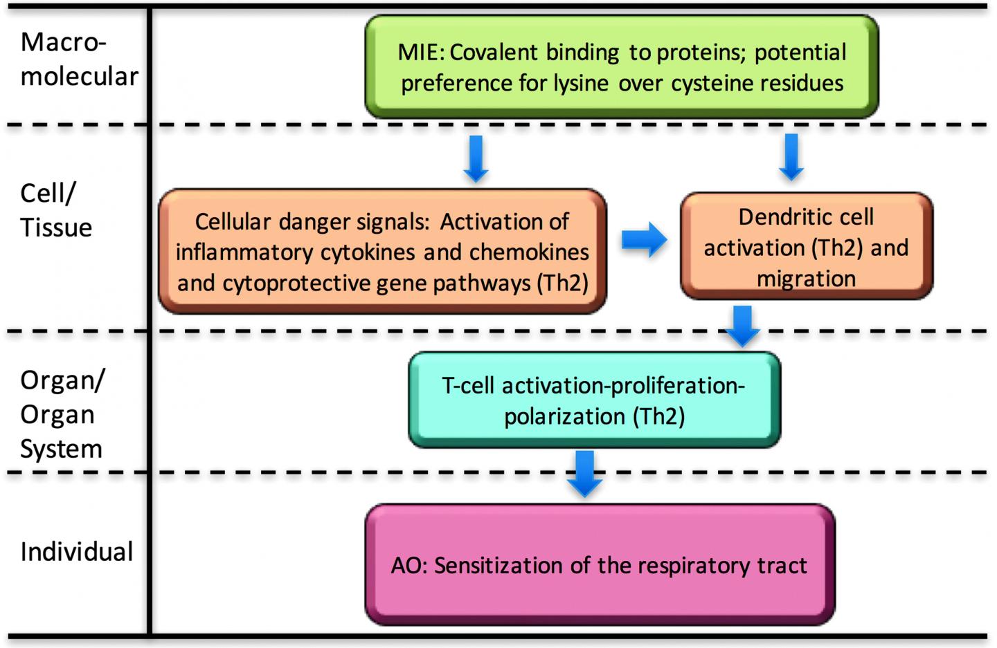 AOP, Adverse Outcome Pathway [IMAGE] | EurekAlert! Science News Releases